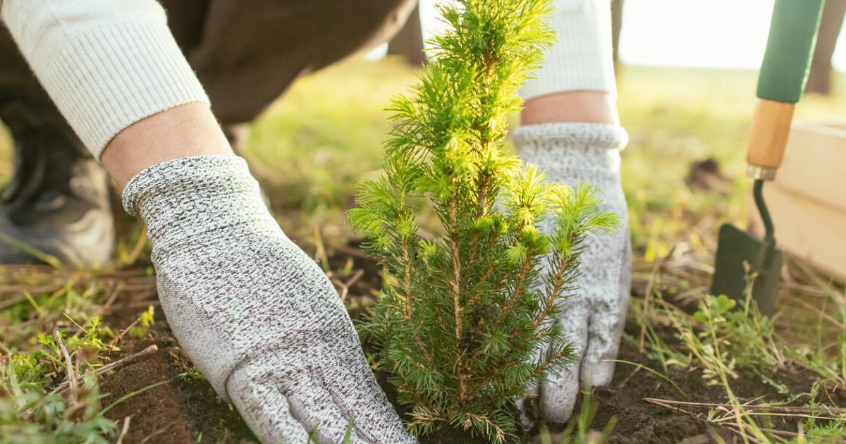 Lewis Drug | Owning Your Outdoors: Trees